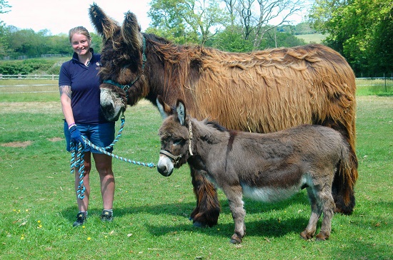 In alle soorten en maten… - Nieuws | The Donkey Sanctuary